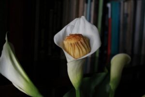 Οι πασχαλινές τυρόπιτες της Τήνου (+ συνταγή) | cantina.protothema.gr