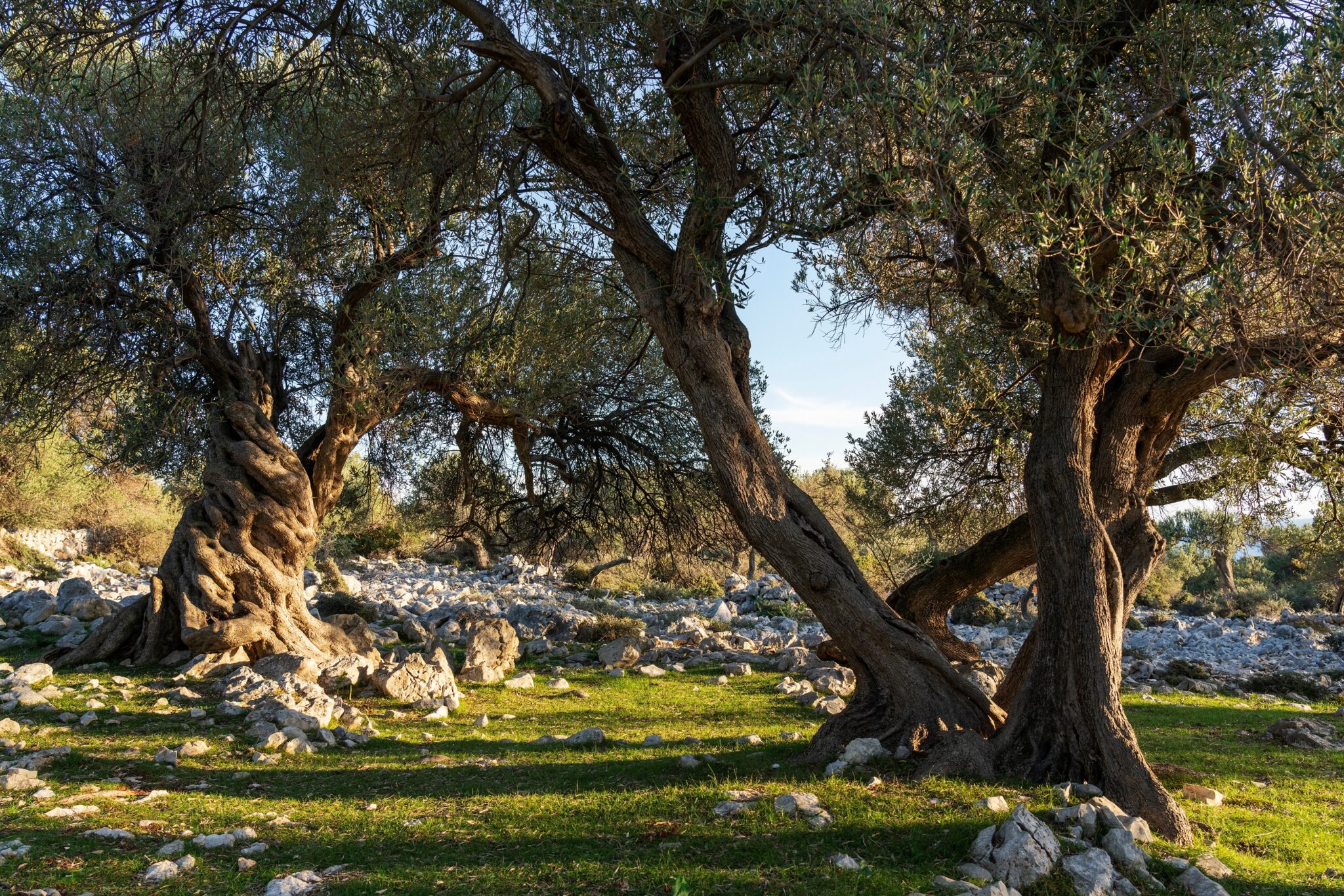 Ελαιόλαδο: Μια ιστορία γραμμένη στο DNA μας | cantinamag.gr