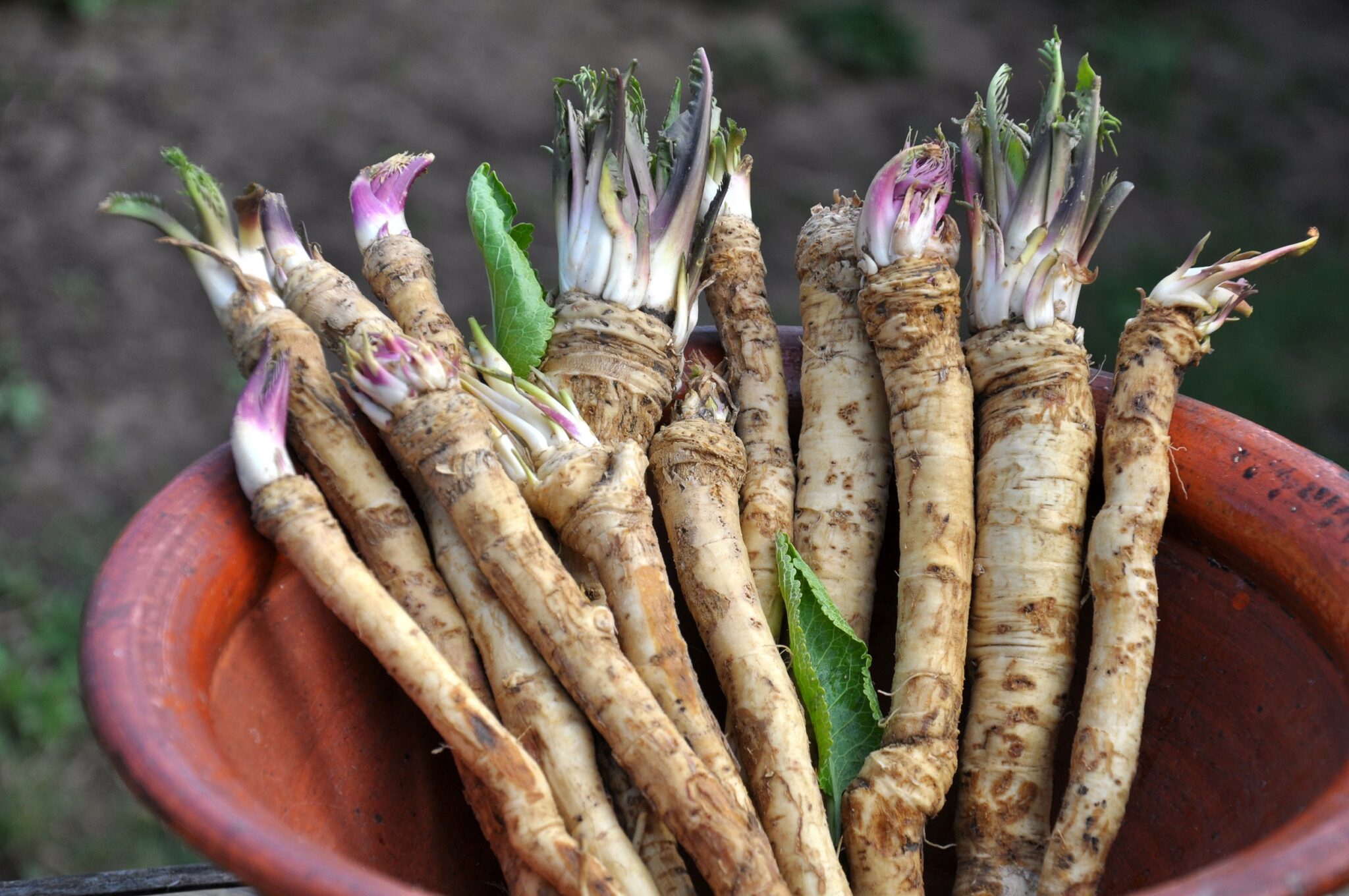 Χρένο (horseradish): η πικάντικη ρίζα που μας κάνει να δακρύζουμε ...